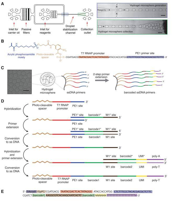 文献解读 用于研究发育、生理和疾病的单细胞RNA测序_scRNA-