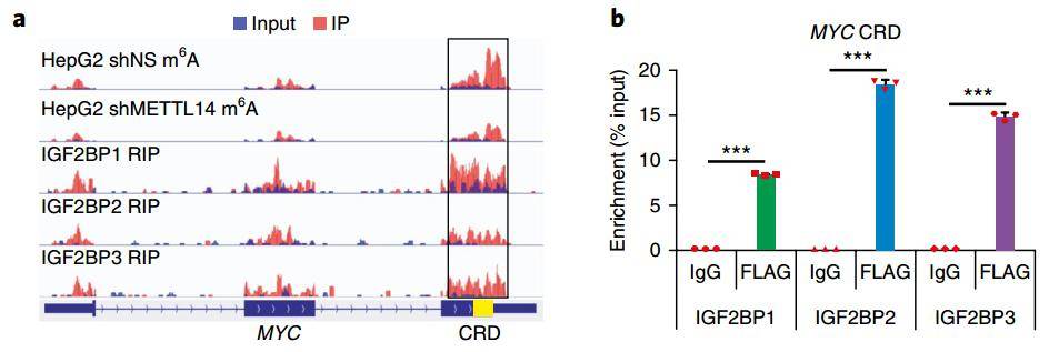 RIP-seq让m6A后期研究威力加倍 | RIP专题_蛋白