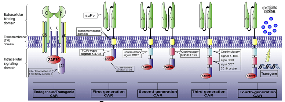 携带IL7/CCL19 CAR-T细胞治疗R/R DLBCL基础及临床研究_肿瘤