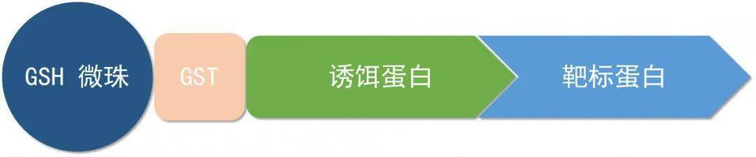 GST pull-down和CoIP有何区别？实验结果该如何解读？_蛋白
