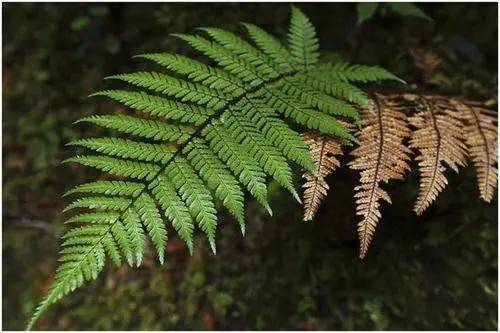 厉害了！BLIS 荣获新西兰国家级品质—FernMark 银蕨认证-搜狐大视野-搜狐新闻