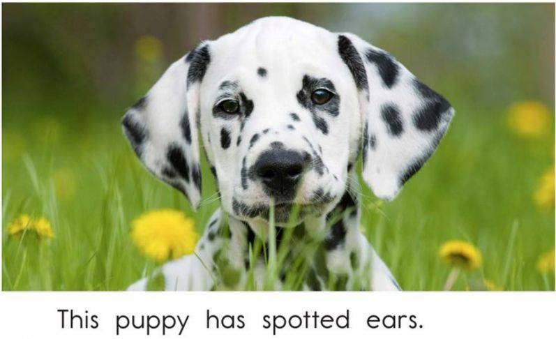 伴读 | Raz B：Animal Ears_this