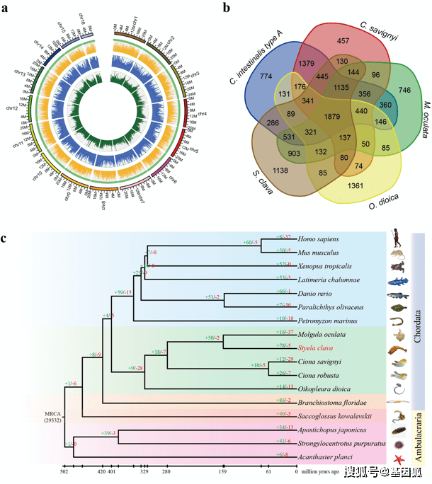 我国科学家利用Pacbio和Hi-C技术成功绘制柄海鞘染色体水平基因组精细图谱_the