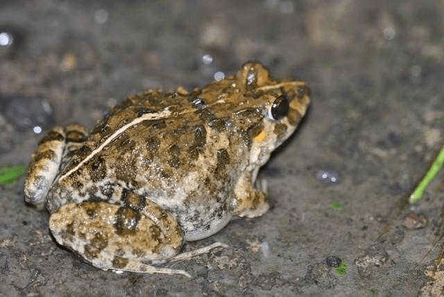 牛蛙与田鸡有何区别？美国牛蛙是这样走上大众餐桌！_养殖