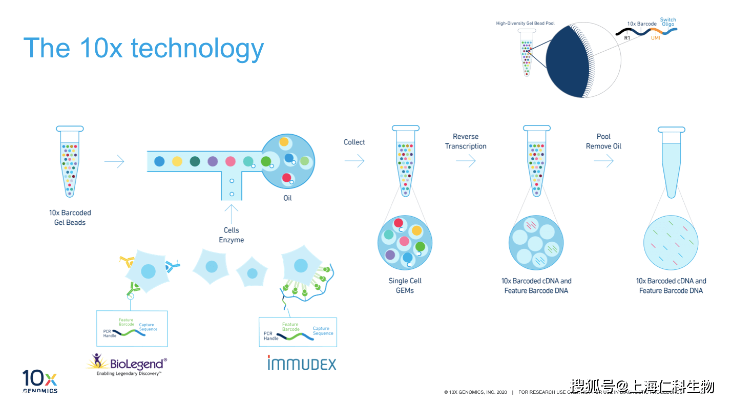 10x Genomics的免疫组库解决方案究竟能做什么？_序列