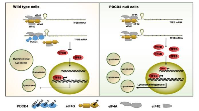 Cell Death Differ:山大张教授团队首次揭示TFEB在蛋白质翻译水平上的调控机制_细胞器