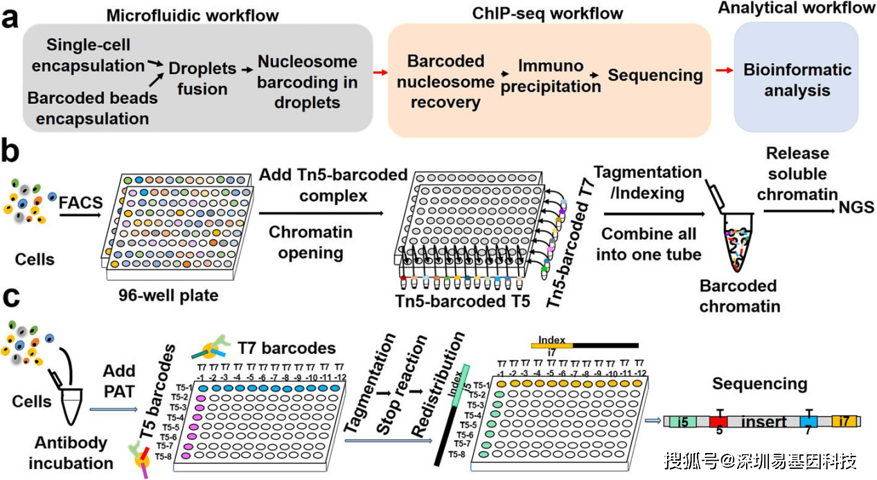 染色质调控区域的研究： 对CHIP-seq和ATAC-seq发展的深入思考_基因组