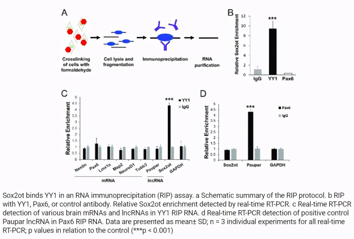 新手入门：CHIP、RIP、CoIP技术科普_蛋白