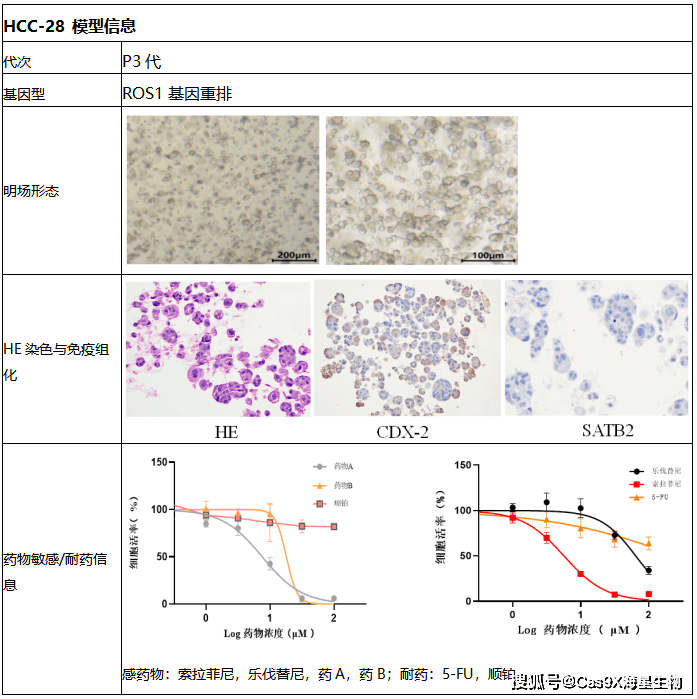 PDO类器官—用于药物筛选_模型
