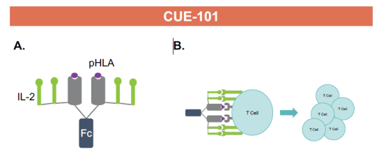 白细胞介素-2的工程化改造设计之路_细胞因子