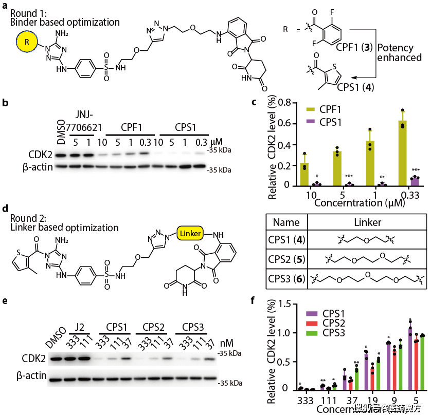 PROTAC新应用：成功降解CDK2 | Nature子刊最新成果_选择性
