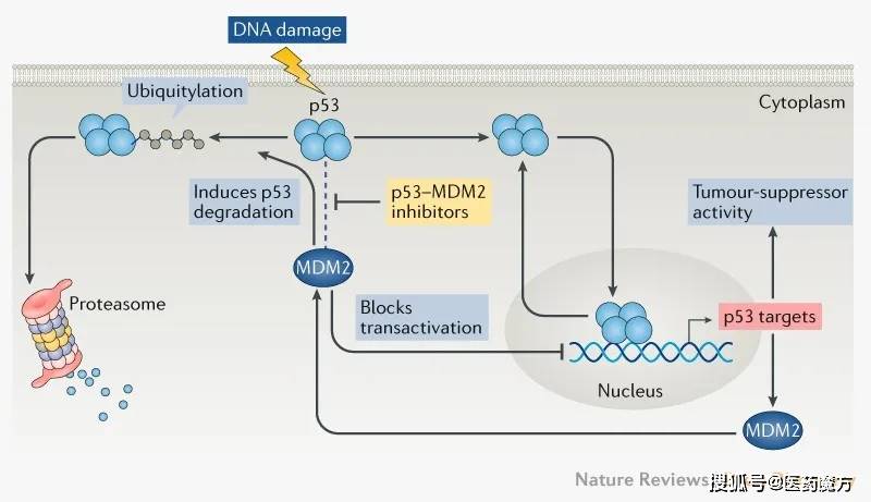 杨大俊点评 | 颠覆认知：p53“铁搭档”MDM2，竟是抗癌帮手_癌细胞
