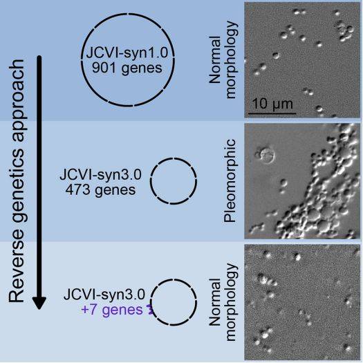 Cell：人类首个单细胞人造生命体诞生，分裂生长正常！_JCVI-syn