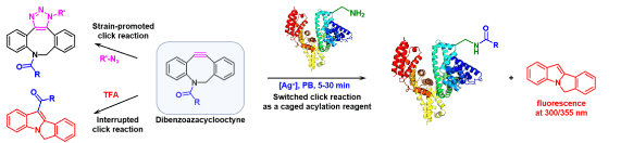 DBCO偶联各种基团如DBCO-NH2/COOH/Maleimide/NHS的小知识_催化