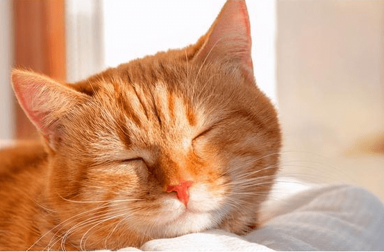 猫咪上火怎么办?不用慌,教你降火小妙招!主人