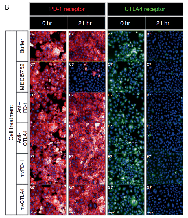 PD-1/CTLA-4双人源化小鼠助力肿瘤研究_细胞
