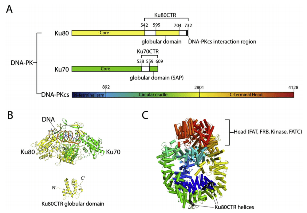 Prkdc基因及其在NHEJ中的作用_DNA-PKcs
