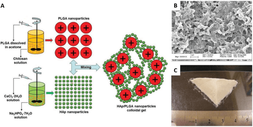 《AFM·综述》生物医学、环境和工业应用的纳米水凝胶的设计和制造_聚合物