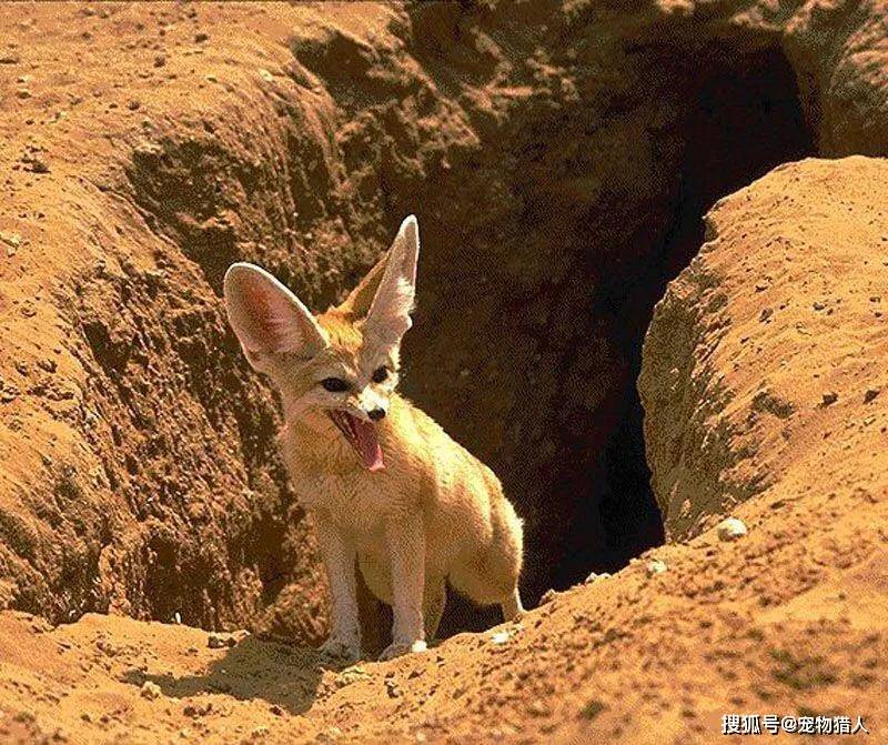 犬科动物图文大全，史上最好_Vulpes