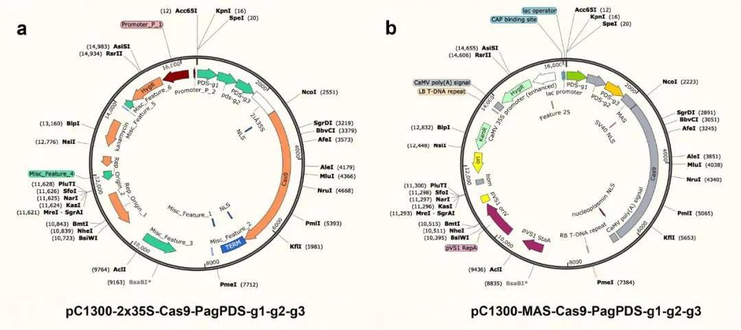 浙江大学杜娟团队发表新的杨树CRISPR/Cas9编辑系统，编辑效率高达75%_Populus