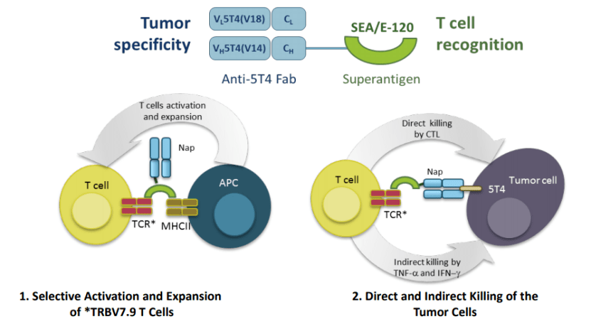 研究报告 | 5T4靶点在研现状_细胞