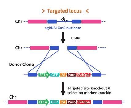 构建敲入细胞系的原理和需要注意的细节_CRISPR-Cas