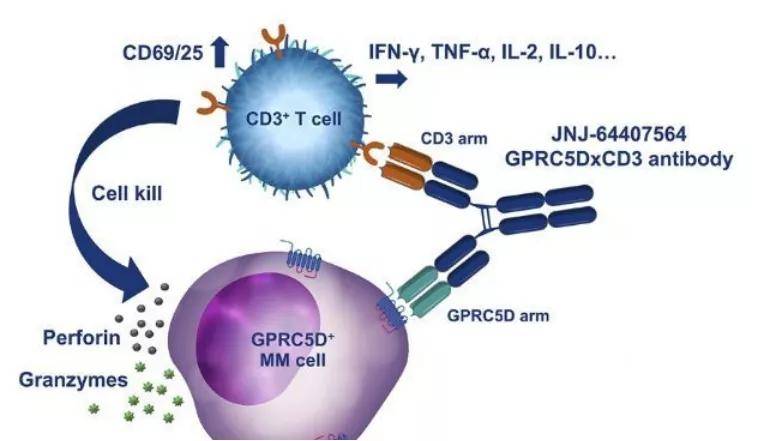 研究报告 | 靶向GPRC5D药物在研现状_多发性