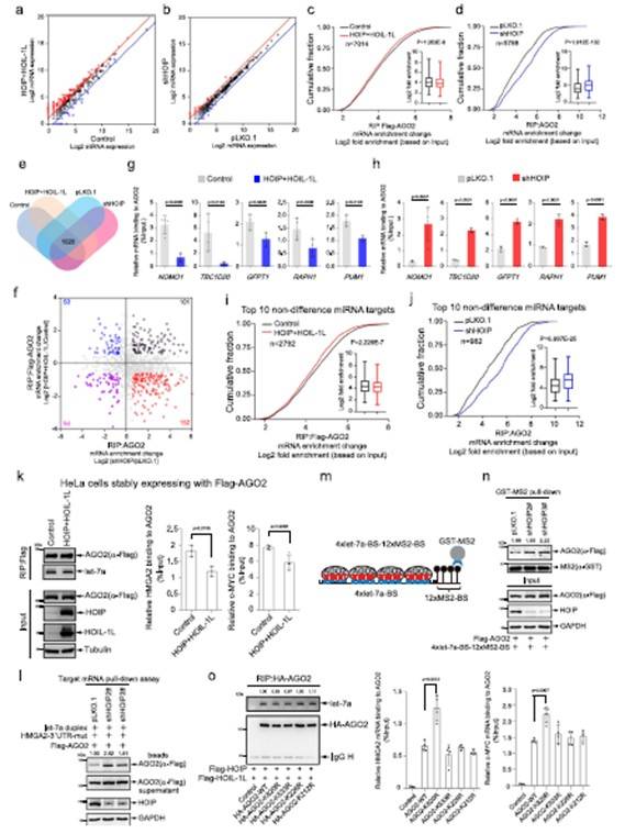 RIP-seq项目文章|nature子刊揭示低氧诱导AGO2线性泛素化调控肿瘤发生发展机制_研究