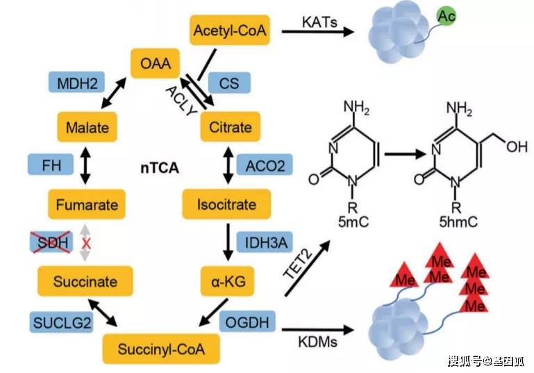 我国科学家发现非经典三羧酸循环，可以调控细胞中的表观遗传动态_Therapy