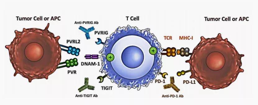 研究报告 | 靶向TIGIT药物在研现状_细胞_阿特_临床