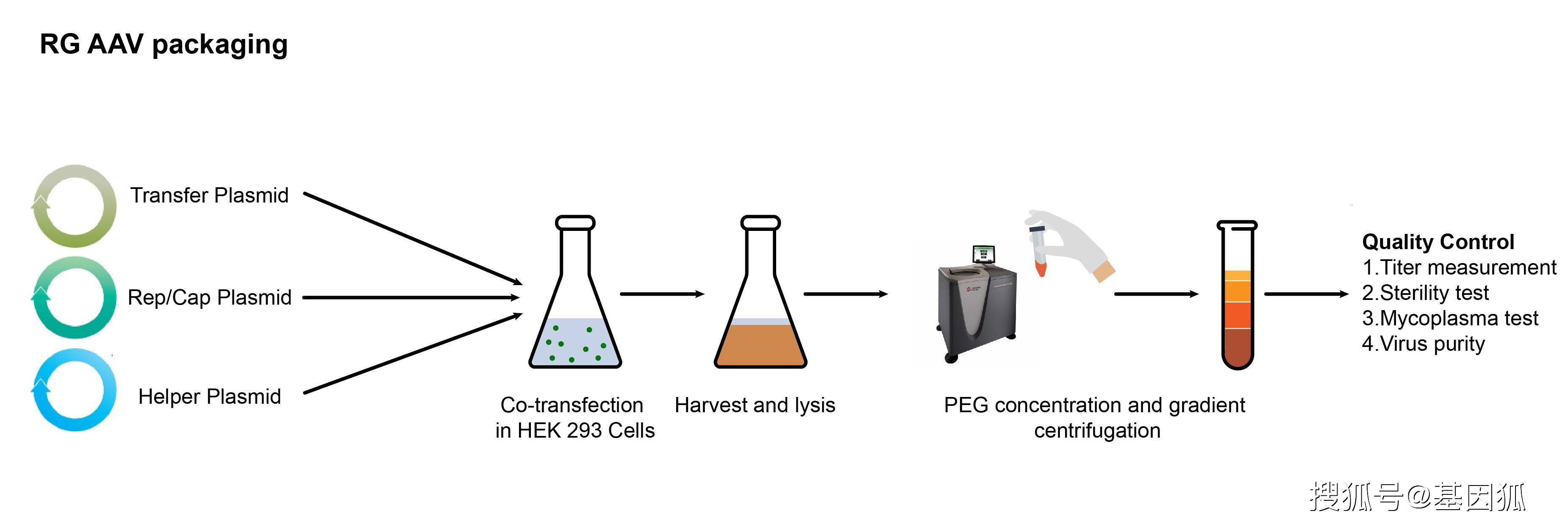 经验分享：重组腺相关病毒载体（rAAV）介绍_基因组_Rep_细胞