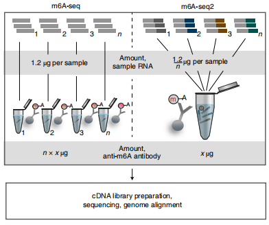 9-12月m6A最新高分文章汇总_MeRIP-seq_进行_方法