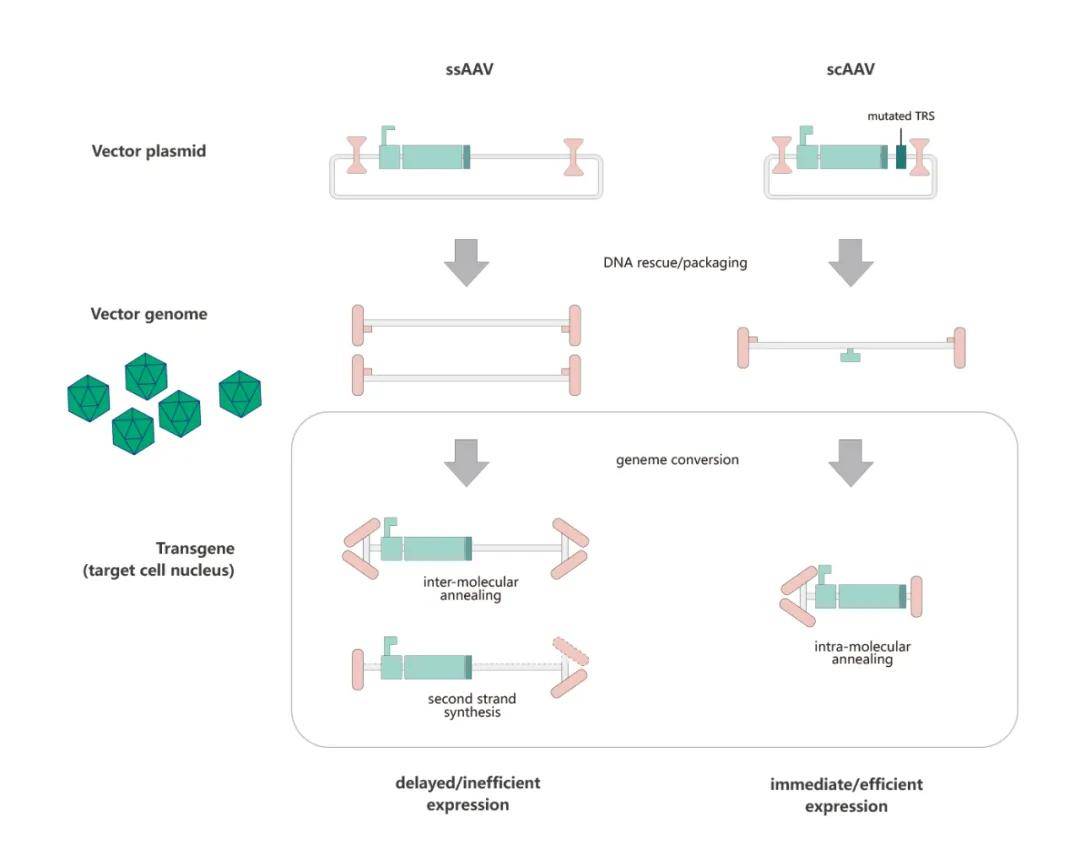 【分子克隆】第十期：腺相关病毒载体（二）_ssAAV_scAAV_组织