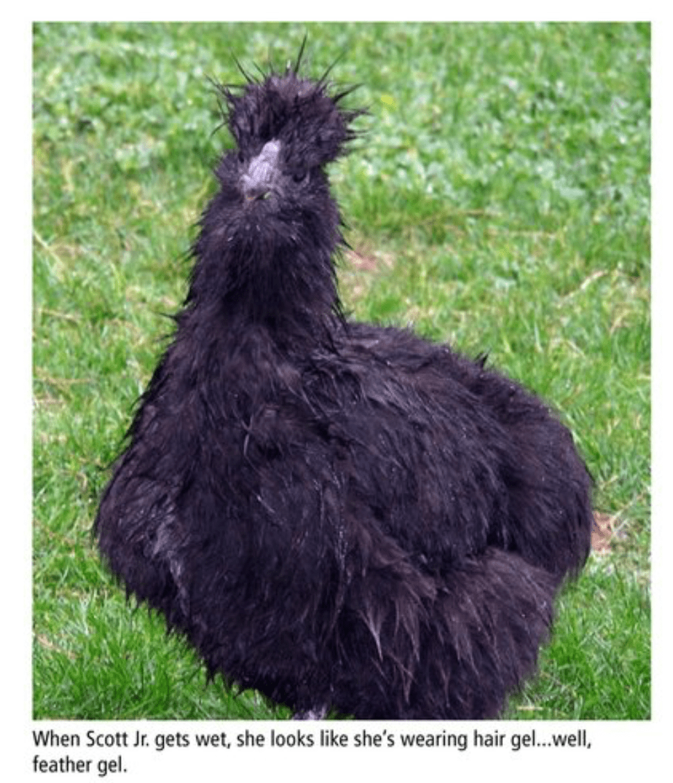 Raz分级阅读中文翻译 Level K- 《Chickens In My Backyard - 我家后院的鸡》_鸡舍_Scott_美国