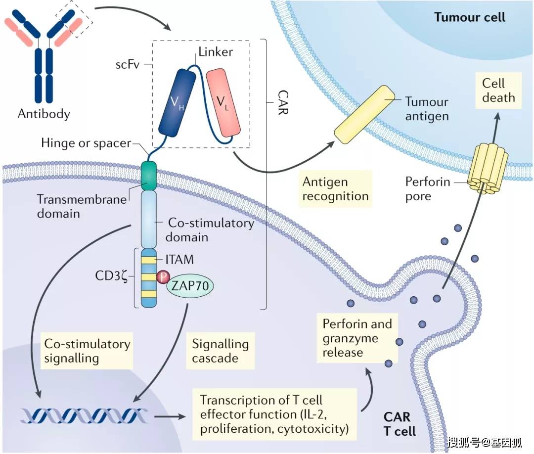 经验分享：免疫细胞治疗之CAR-T/CAR-NK/CAR-Macrophage简介_细胞因子_疗法_肿瘤