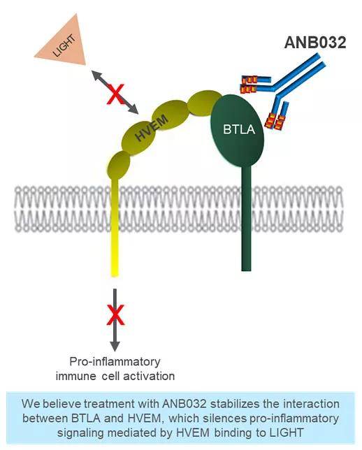 新免疫检查点BTLA登上舞台！君实BTLA单抗新适应症获批临床_细胞_肿瘤_阻断