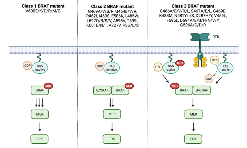 BRAF V600E和非V600突变非小细胞肺癌患者靶向治疗现状_达拉非尼_研究_激酶