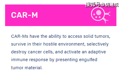 攻克实体瘤再添一员！CAR-M细胞疗法显示实体瘤治疗新希望_肿瘤_Carisma_研究