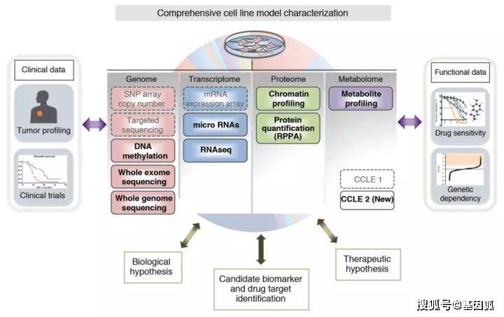 经验分享：CCLE癌症细胞系简介_癌细胞_分析_进行了