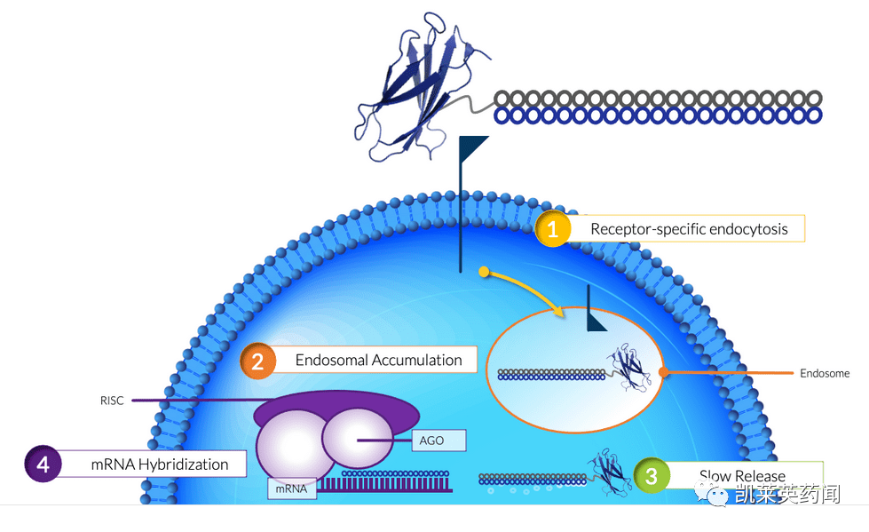 Centyrin-siRNA 偶联物的重大突破： Aro更新数据证明ABX1100治疗庞贝病的潜力_药物_疾病_疗法