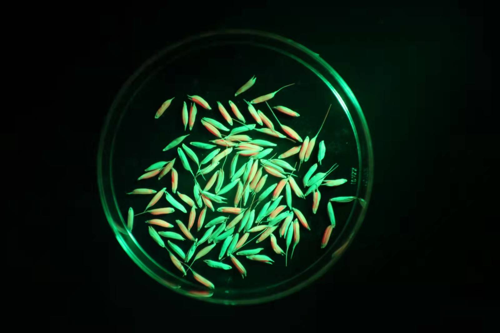 实验室以及野外如何检测荧光蛋白GFP RFP_观测_细胞_DsRed