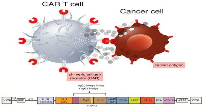 CD20靶点自体CAR-T细胞疗法！_患者_临床_剂量