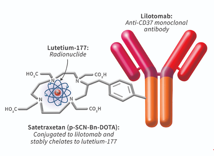 靶向CD37的药物研发现状_细胞膜_抗体_治疗
