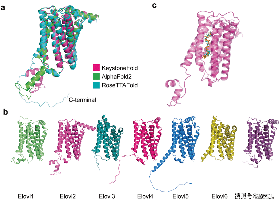 学术前沿：我国科学家团队发现脂质代谢功能障碍加速衰老_Elovl_研究_遗传