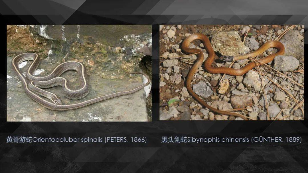 科普 - 最详细的北京蛇类介绍就在这里（下）_赤链蛇_瞳孔_Lycodon