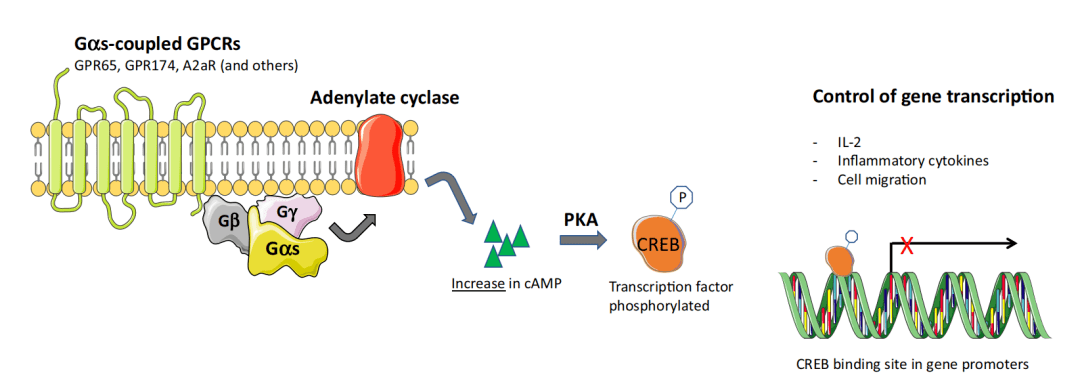 质子感应受体GPR65在疾病中的用武之地_细胞_肿瘤_作用