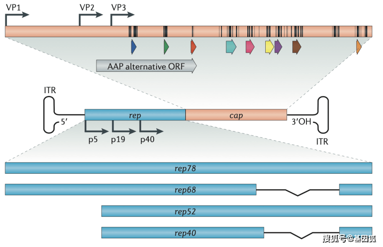 经验分享：腺相关病毒(AAV)载体解析_基因组_rep_cap