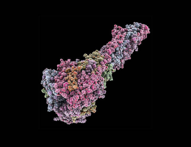 科企岛：RSV疫苗在人类中引发肺炎病毒反应性B细胞_DS-Cav_免疫_pre-F