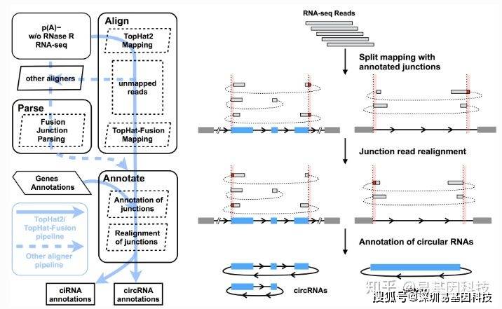 易基因｜干货：m6A RNA甲基化MeRIP-seq测序分析实验全流程解析_研究_片段_进行