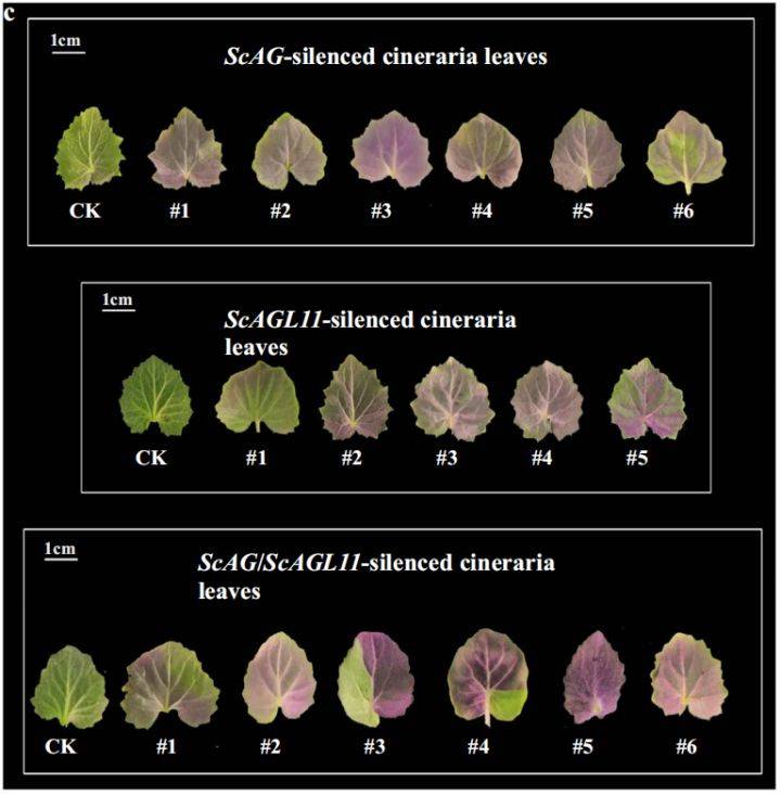没有转化体系的物种，如何研究其基因功能？（三）_Virus_al_病毒